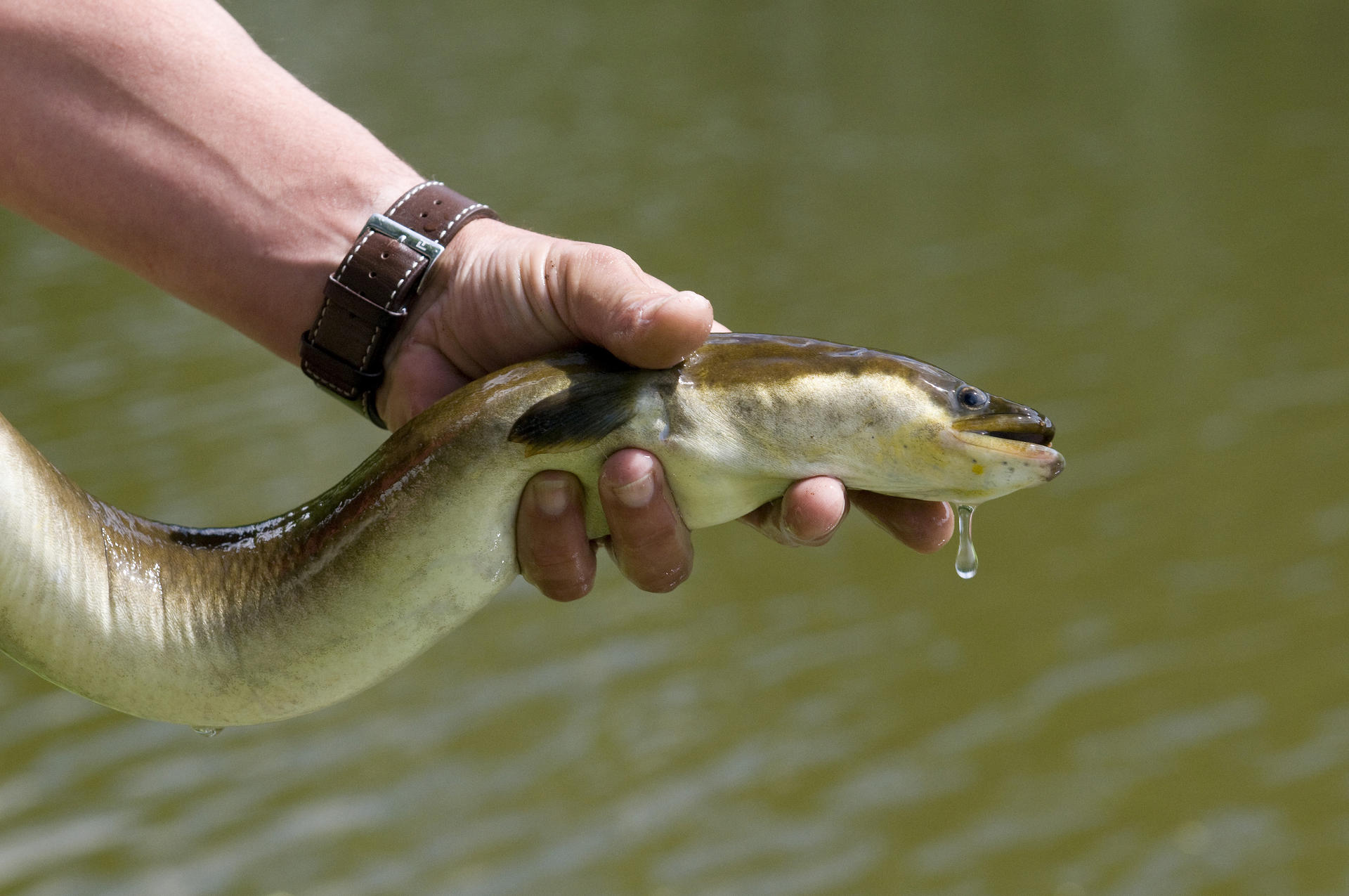 L'Anguille - Fédération de pêche de l'Orne